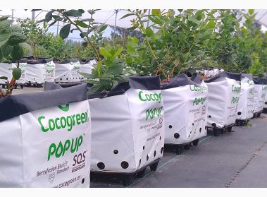 Gardenforum News - People - Ian Riggs joins Cocogreen