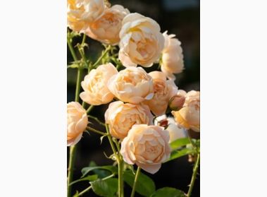Gardenforum News - Around the Country - David Austin Roses donates £ ...
