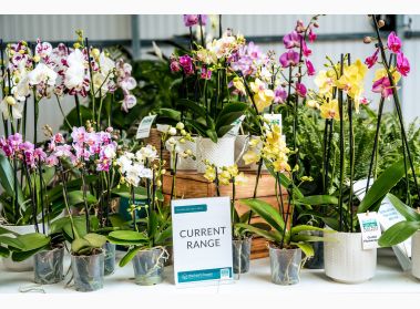 Gardenforum Headlines - The Horti House shows the future for UK houseplants