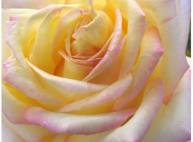 Gardenforum News - Company - Peace rose raises £20,000 for Ukraine