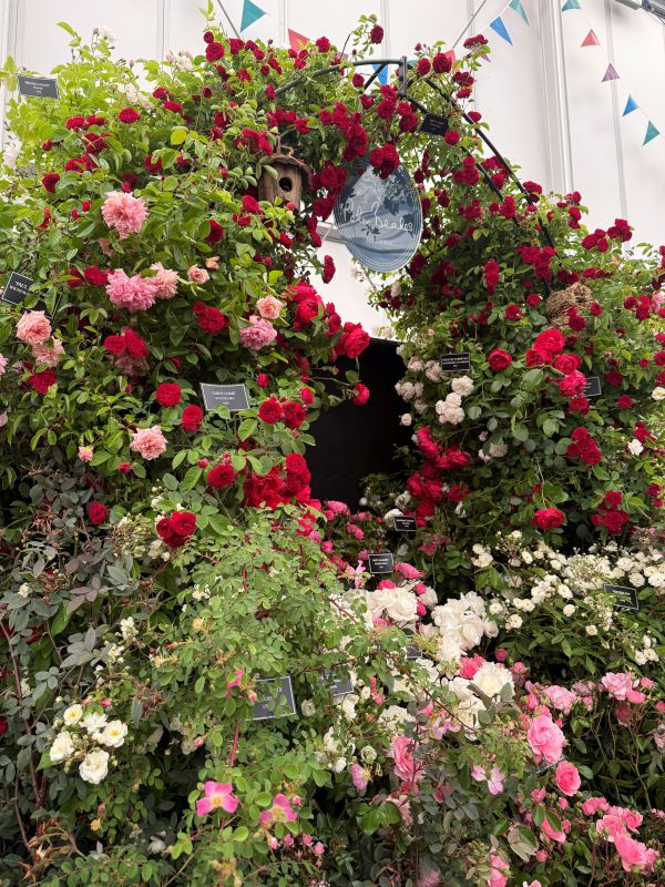 Gardenforum News - Show News - Peter Beales Roses wins Gold at BBC ...
