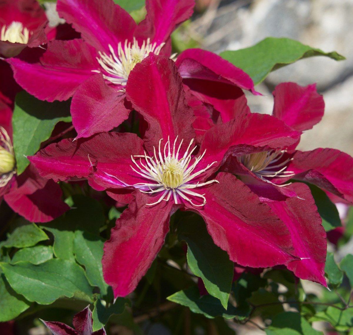 Gardenforum Special Features - Chelsea - Raymond Evison Clematis RHS ...