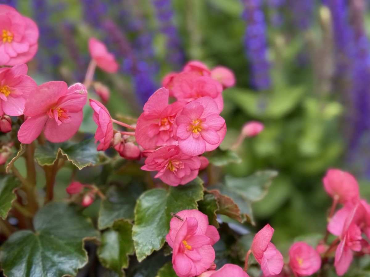 Gardenforum Products - British Garden Centres and YPHA launch exclusive ...