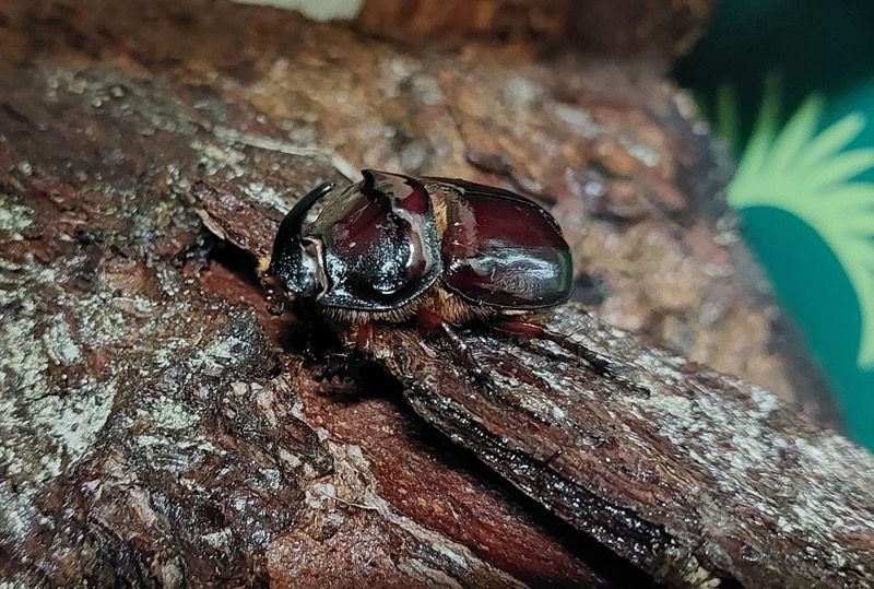 Gardenforum News - Environment - European Rhinoceros Beetle found in the UK