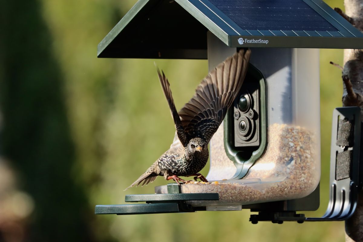 Gardenforum Products - Pets - FeatherSnap: The perfect gift for bird lovers