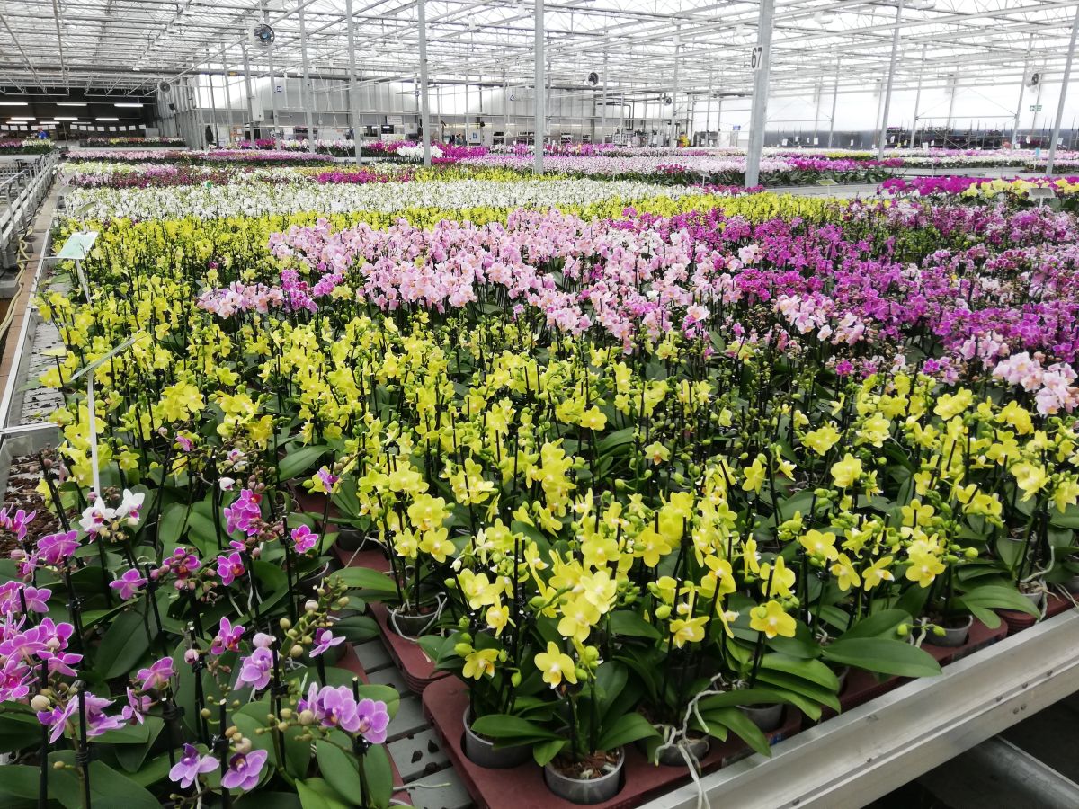 Gardenforum Headlines - The Horti House shows the future for UK houseplants