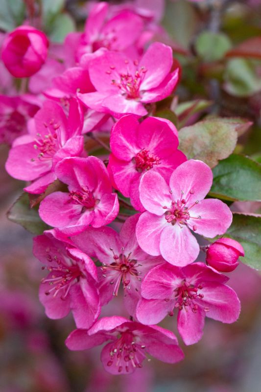 Gardenforum Special Features - Chelsea - RHS Chelsea Flower Show debut