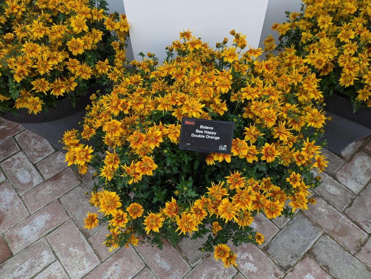 Gardenforum Headlines - Ball Colegrave’s spectacular showcase
