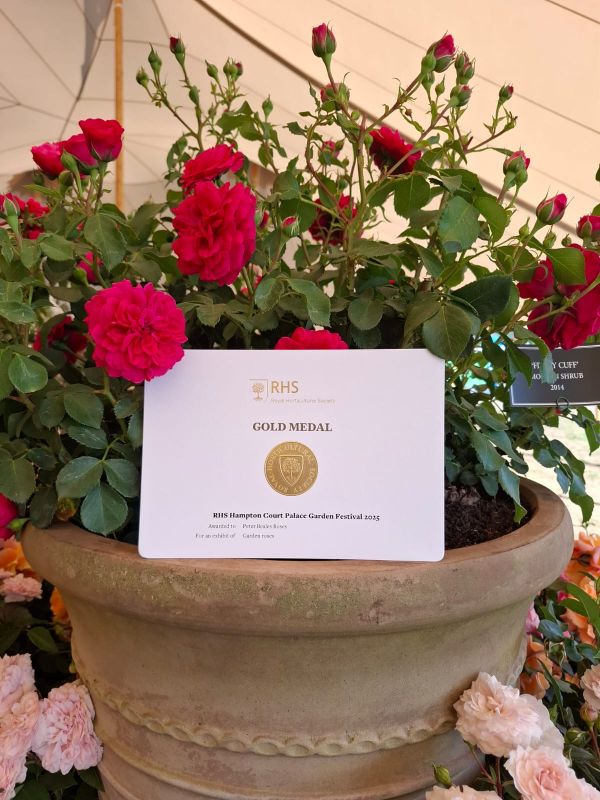Gardenforum Products - Peter Beales Roses celebrates third Gold Medal ...
