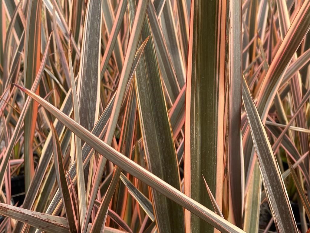 Gardenforum News - People - Linda wins competition to name new phormium