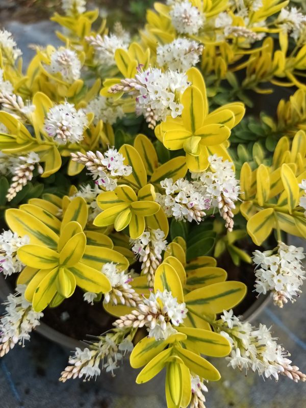 Gardenforum News - Show News - Wyevale Nurseries puts five new plants ...