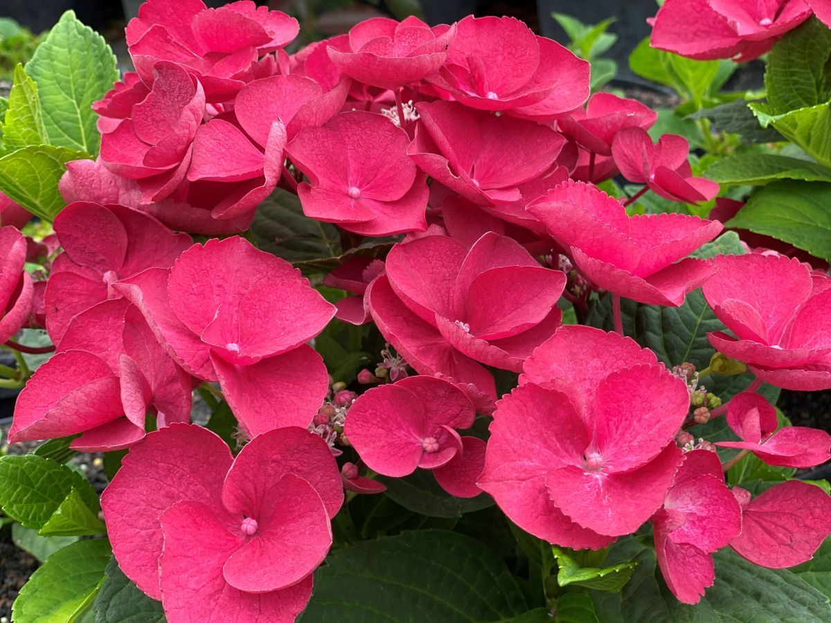 Gardenforum News - Around the Country - Wyevale Nurseries to fundraise ...