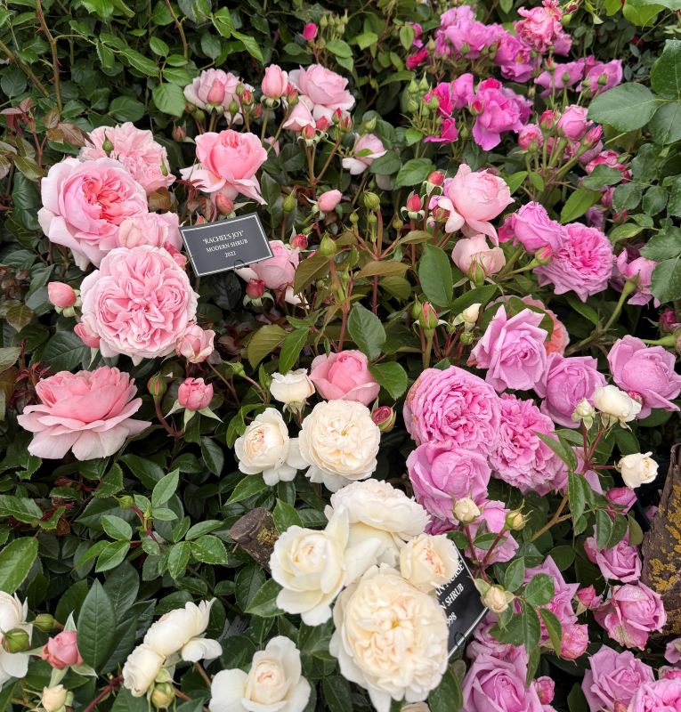 Gardenforum News - Show News - Peter Beales Roses wins Gold at BBC ...