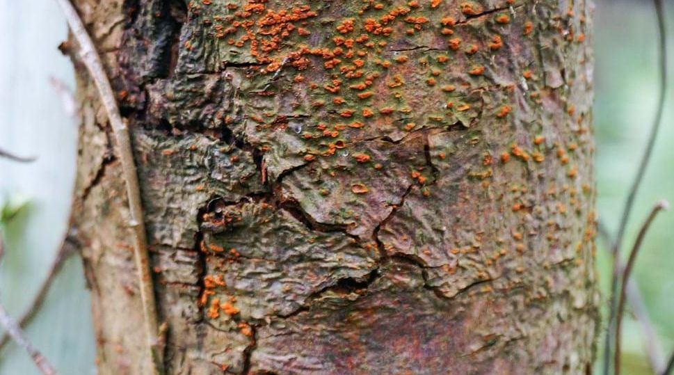 Gardenforum News - Environment - RHS and Defra call on the public to ...