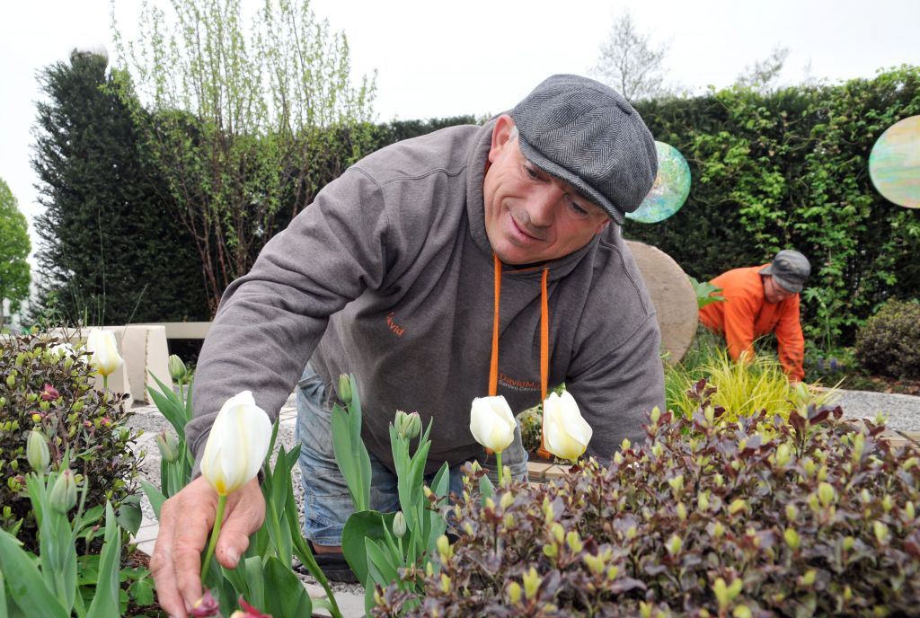 Gardenforum News - Show News - Green shoots for Harrogate Flower Shows ...